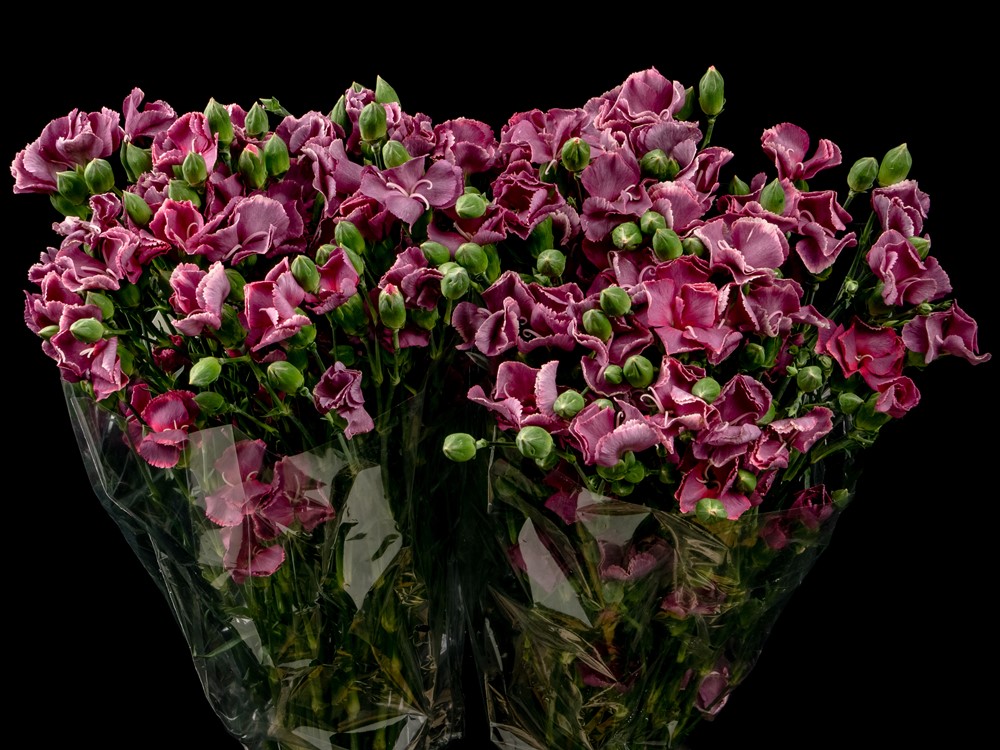 BONO SOLOMIO a Purple Dianthus from Ecuador