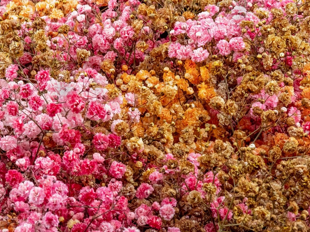 XLENCE AUTUMN a Autumn Gypsophila from Ecuador