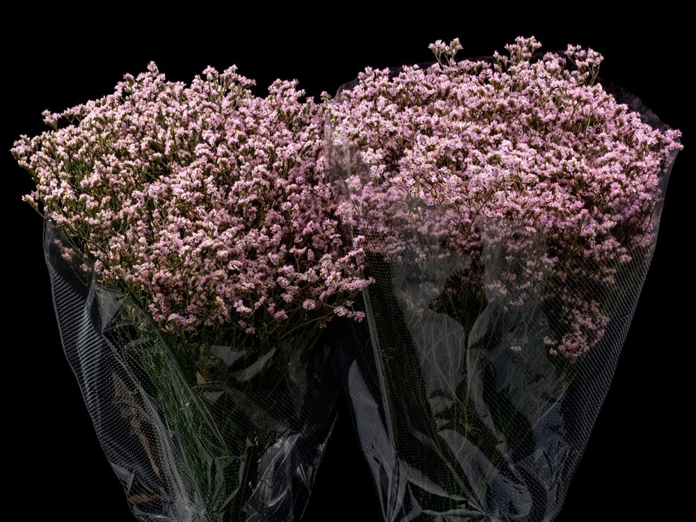 LIGHT PINK a Light Pink Limonium from Ecuador