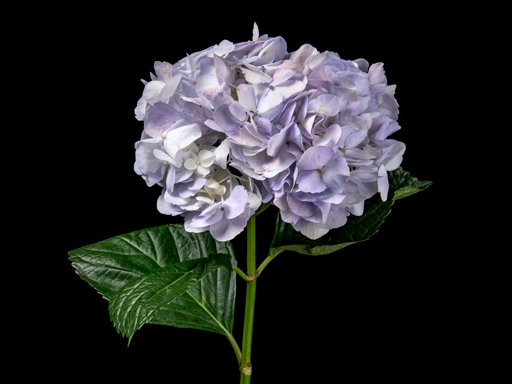 VERVAIN SUPER a Lavender Hydrangea from Ecuador