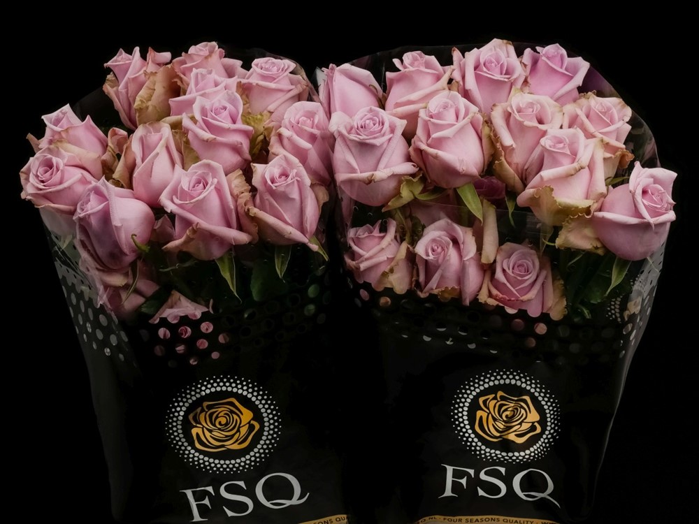 ACAPELLA a Pink/Lilac rose from Ecuador