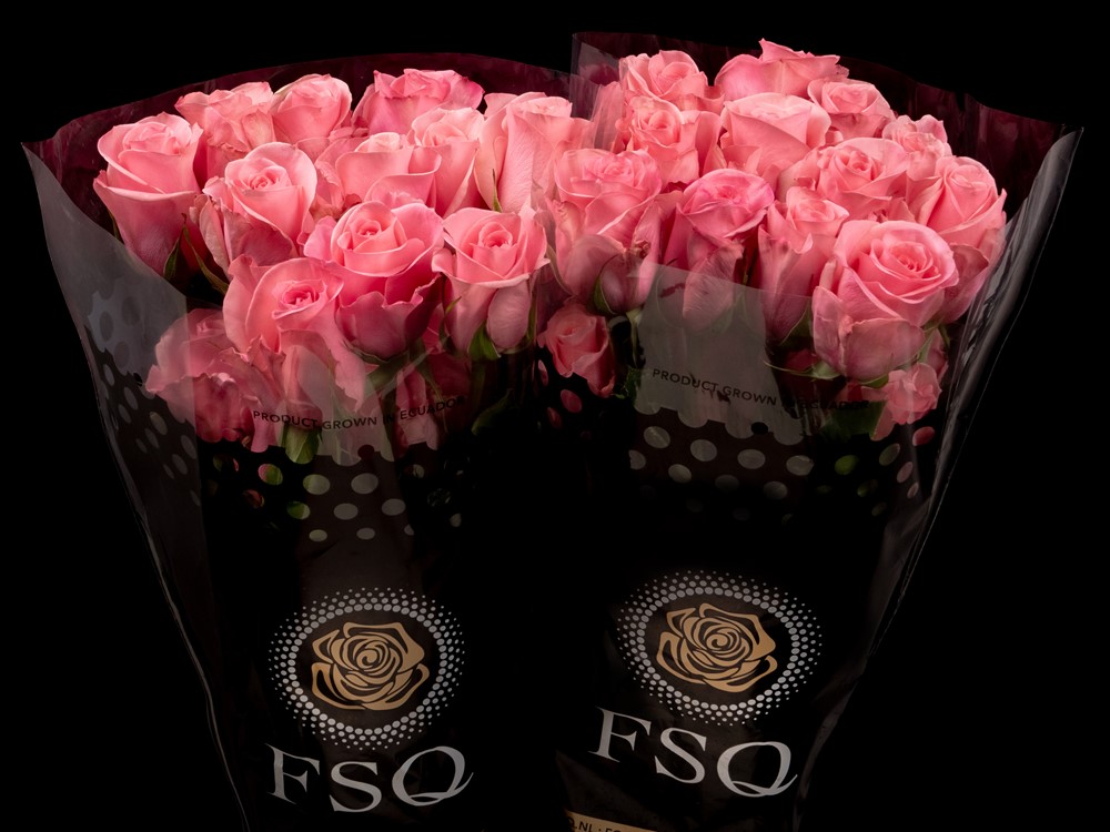 BIG PAULA a Pink rose from Ecuador