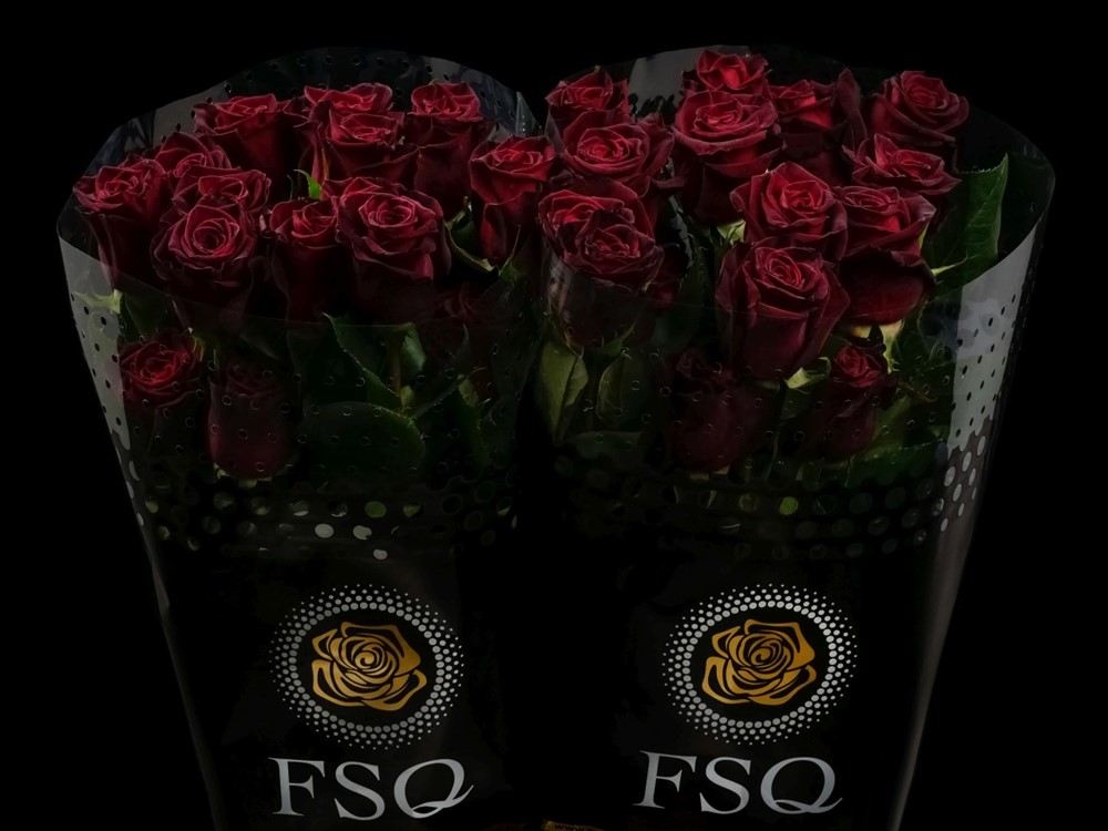 BLACK BACCARA a Bordeaux rose from Ecuador