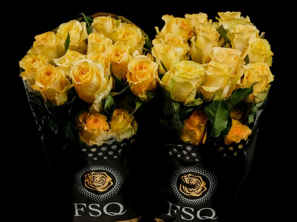 CUBANA a Yellow rose from Ecuador