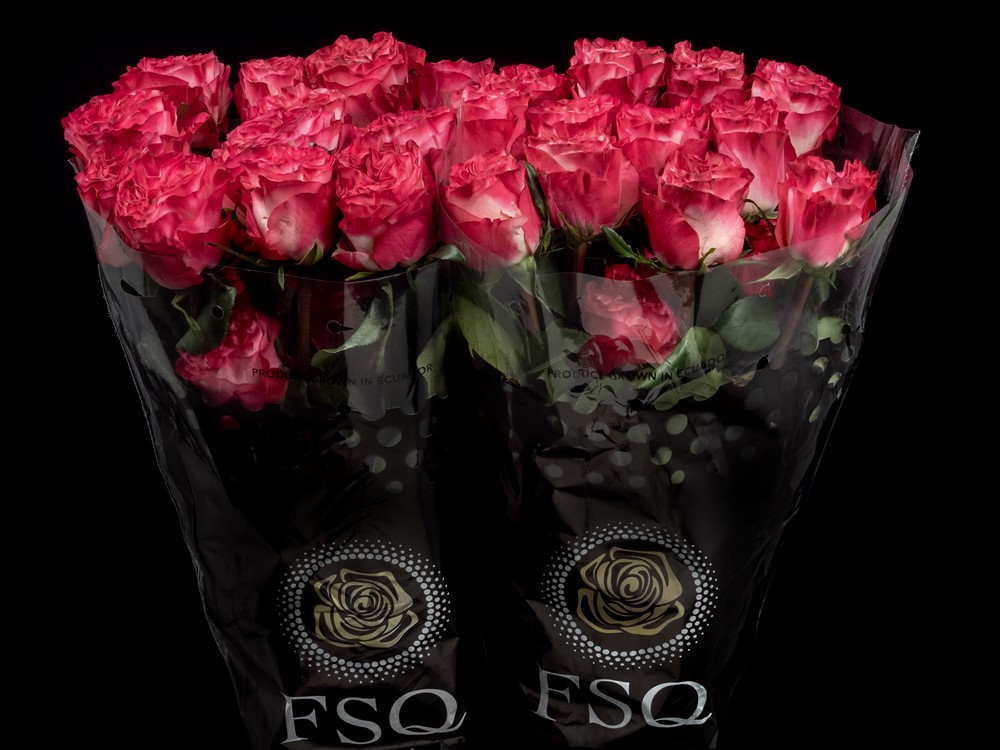 ENCHANTMENT a Dark Pink rose from Ecuador