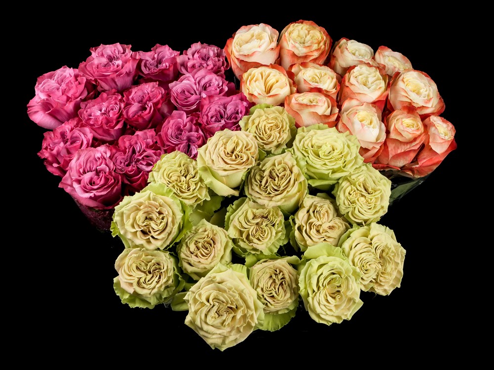 GAR ASSORTED a rose from Ecuador