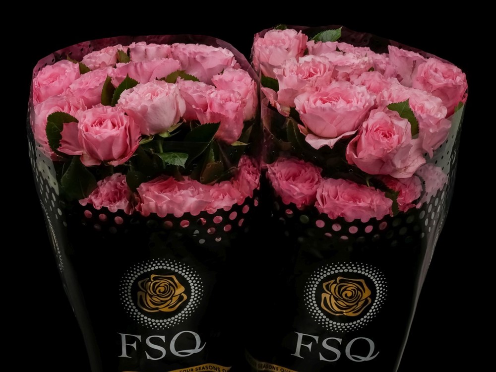 GARDEN ROSE MAYRA FANTASY a Pink rose from Ecuador