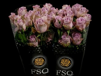 GREY KNIGHTS a Lilac rose from Ecuador