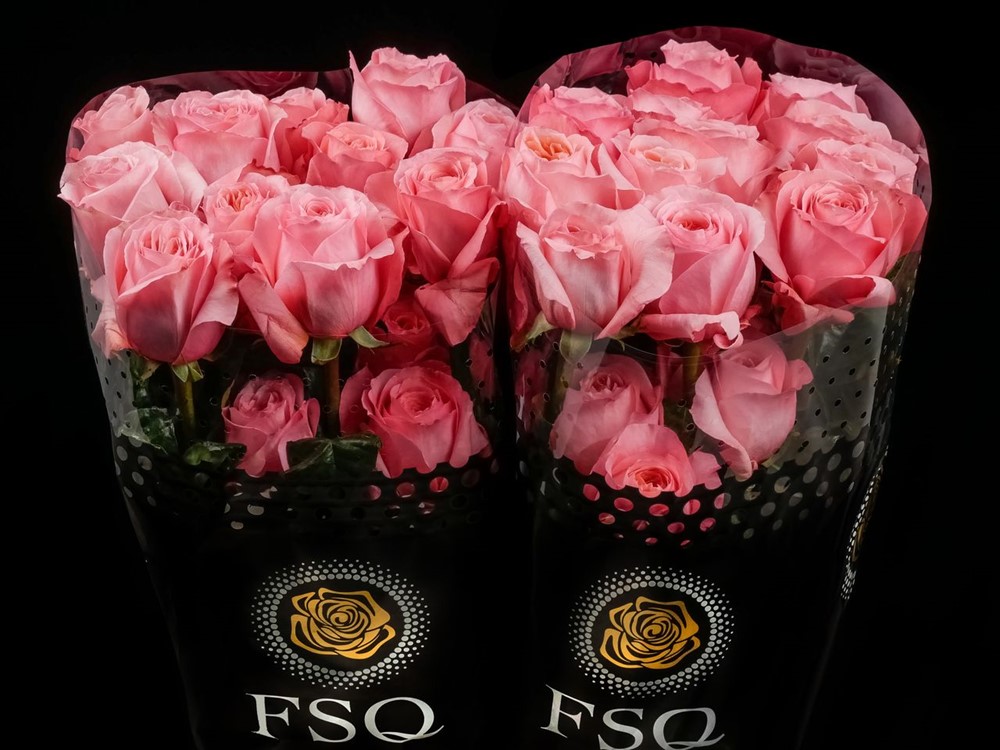 PINK X-PRESSION a Pink rose from Ecuador