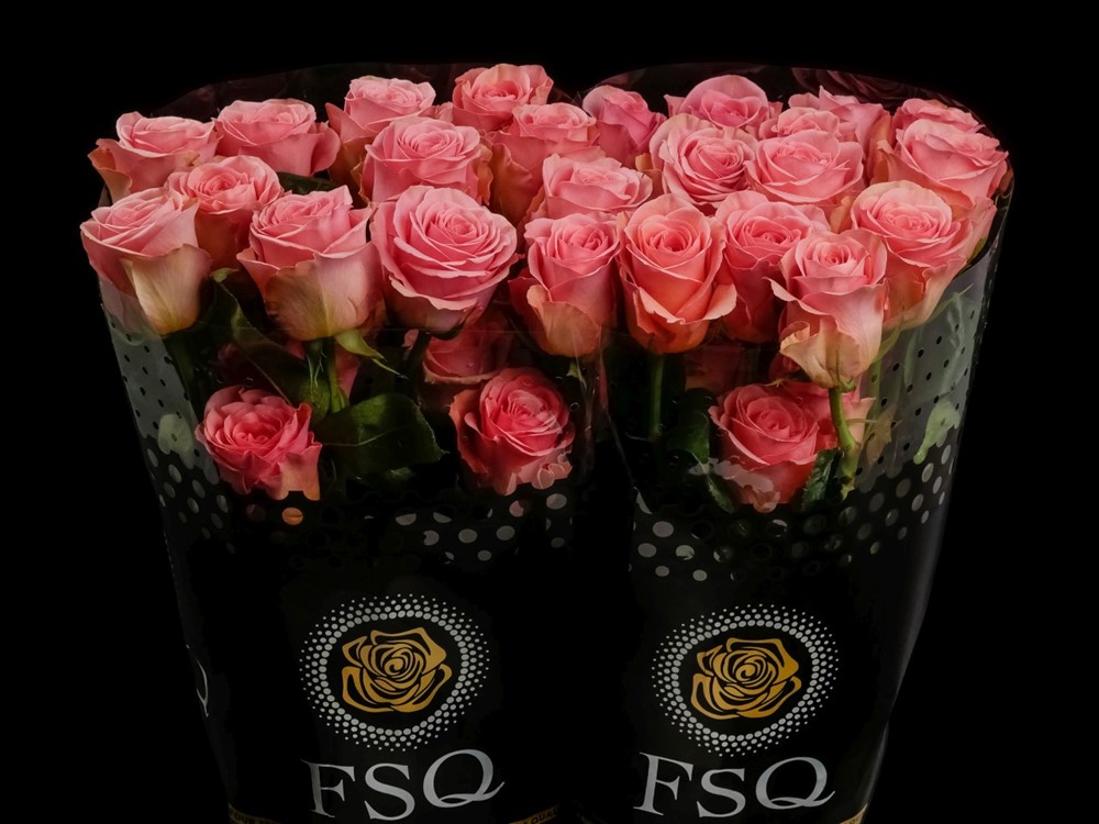 SAGA a Pink rose from Ecuador