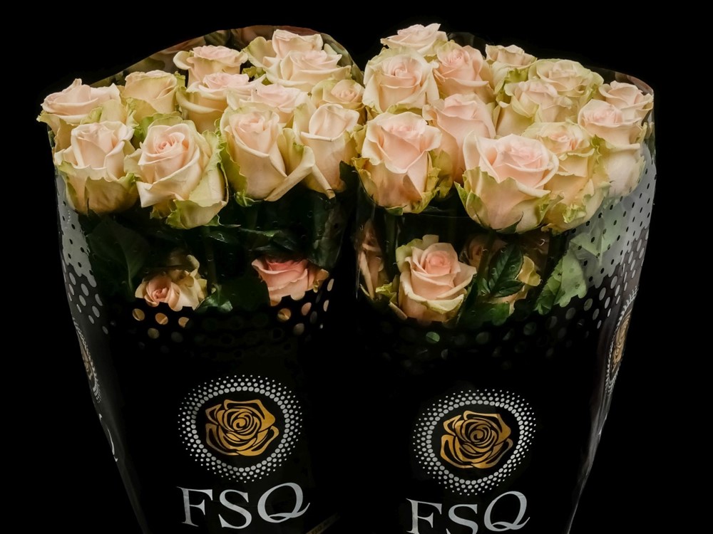 SALMA a Cream/Pink rose from Ecuador