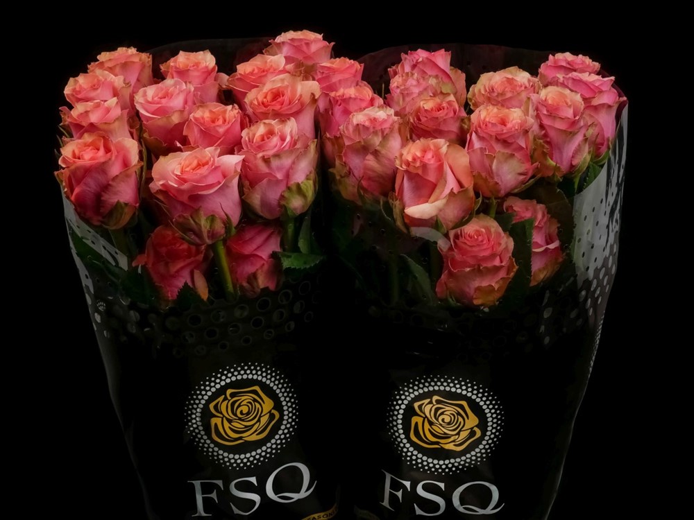 SAMBA PA TI a Pink rose from Ecuador