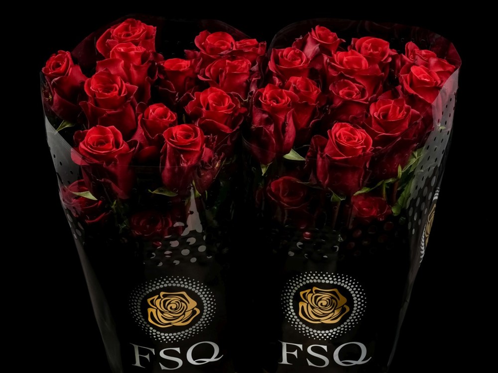 SCARLATTA a Red rose from Ecuador