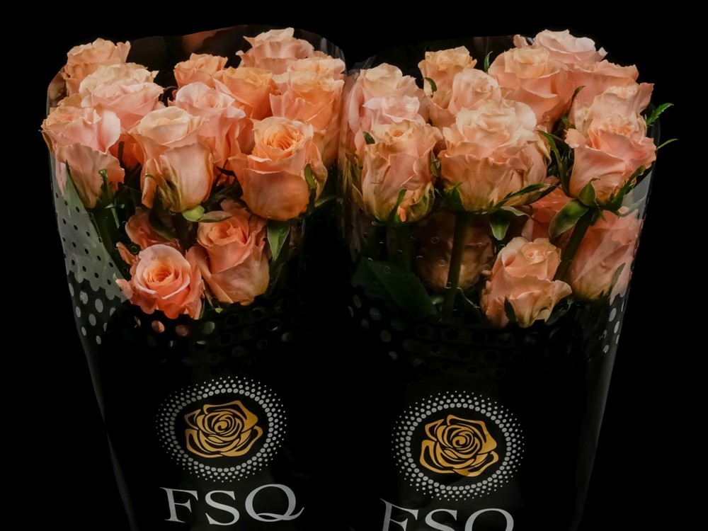 SHIMMER a Salmon rose from Ecuador