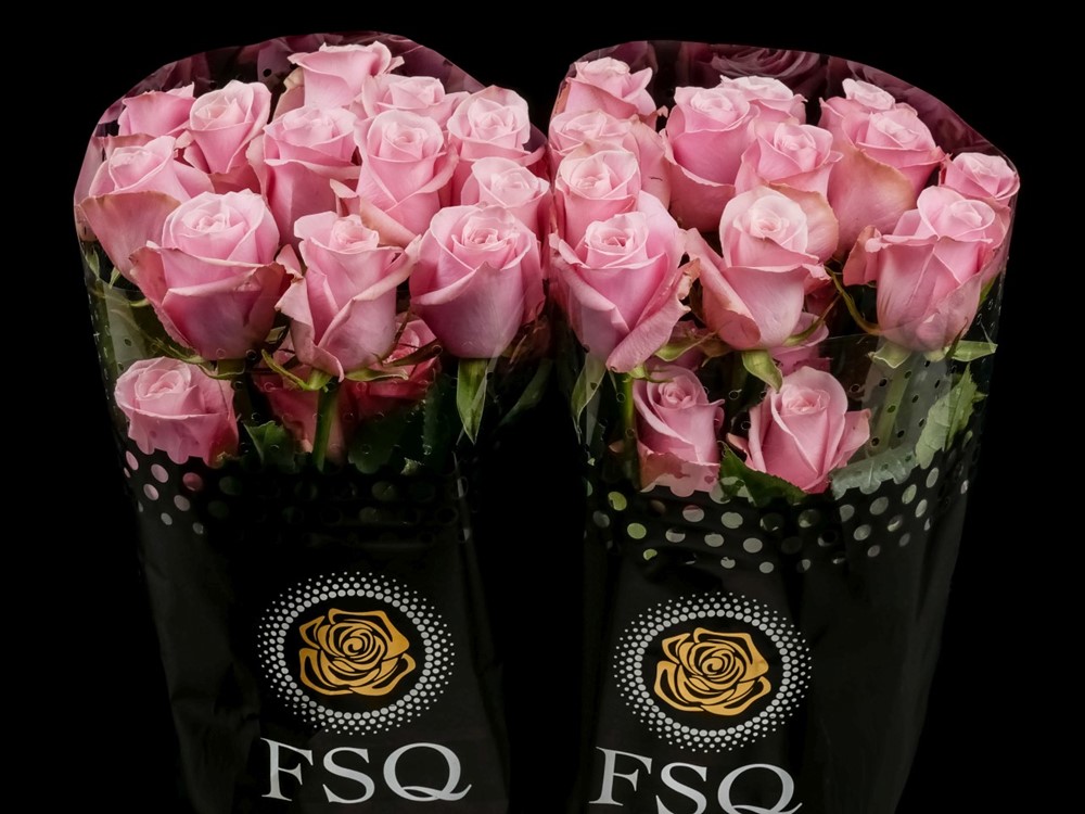SHY a Pink rose from Ecuador