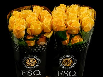SUPER SUN a Yellow rose from Ecuador