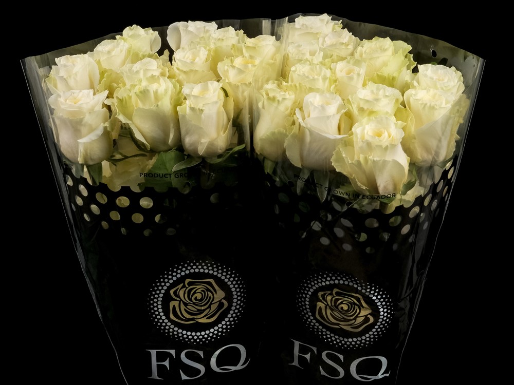 WHITE SHIMMER a White rose from Ecuador