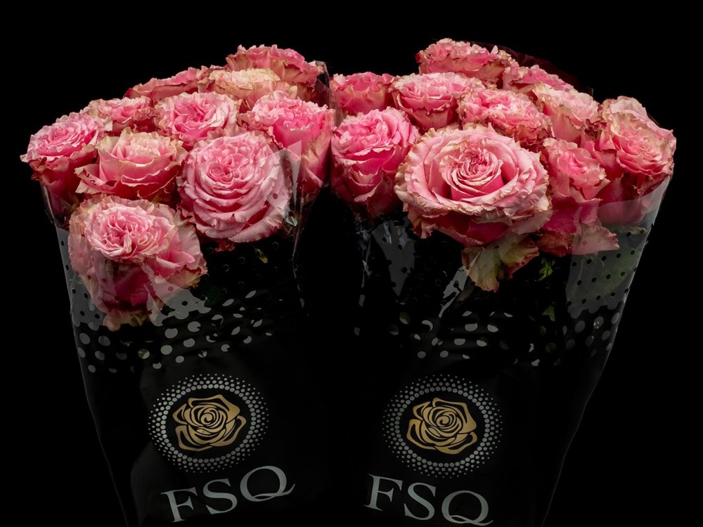 WILD ESPERANCE a Pink rose from Ecuador