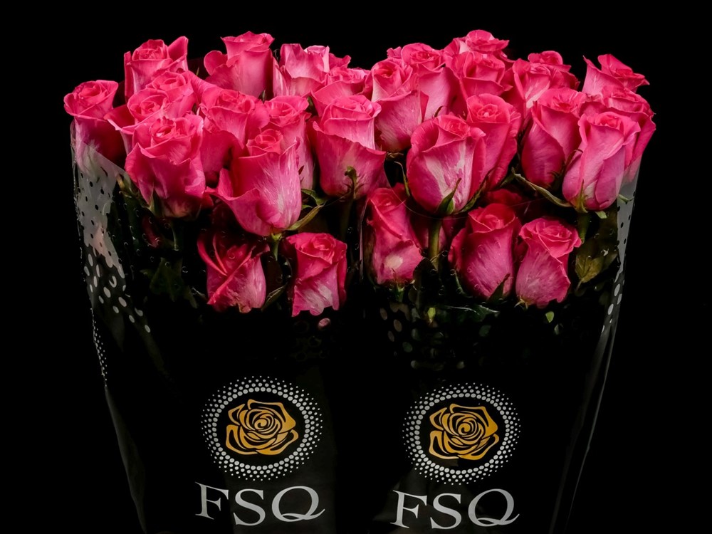 WILD TOPAZ a Pink rose from Ecuador