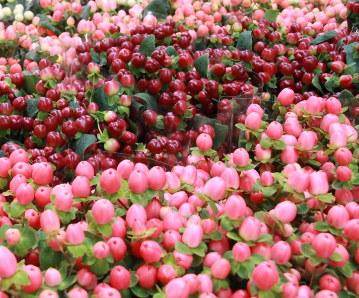 Flores de ecuador